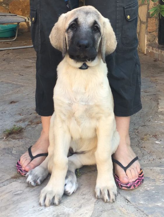 Facts of the Matter: Sarabi Dogs of Alexander - Darlene N. Bocek, author