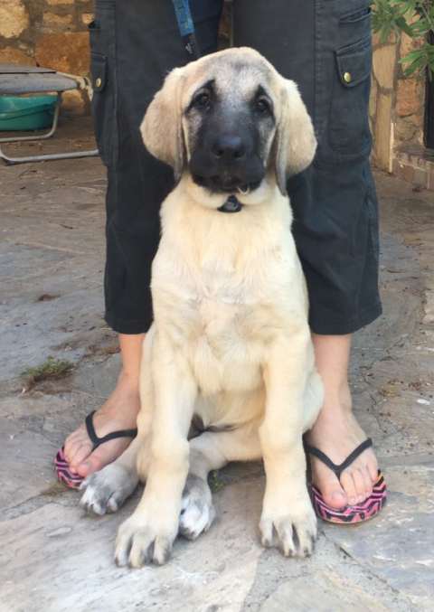 Persian Mastiff or Sarabi Dog of Alexander - Darlene N. Bocek, author